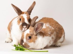 Community Partners – Friends of SFACC